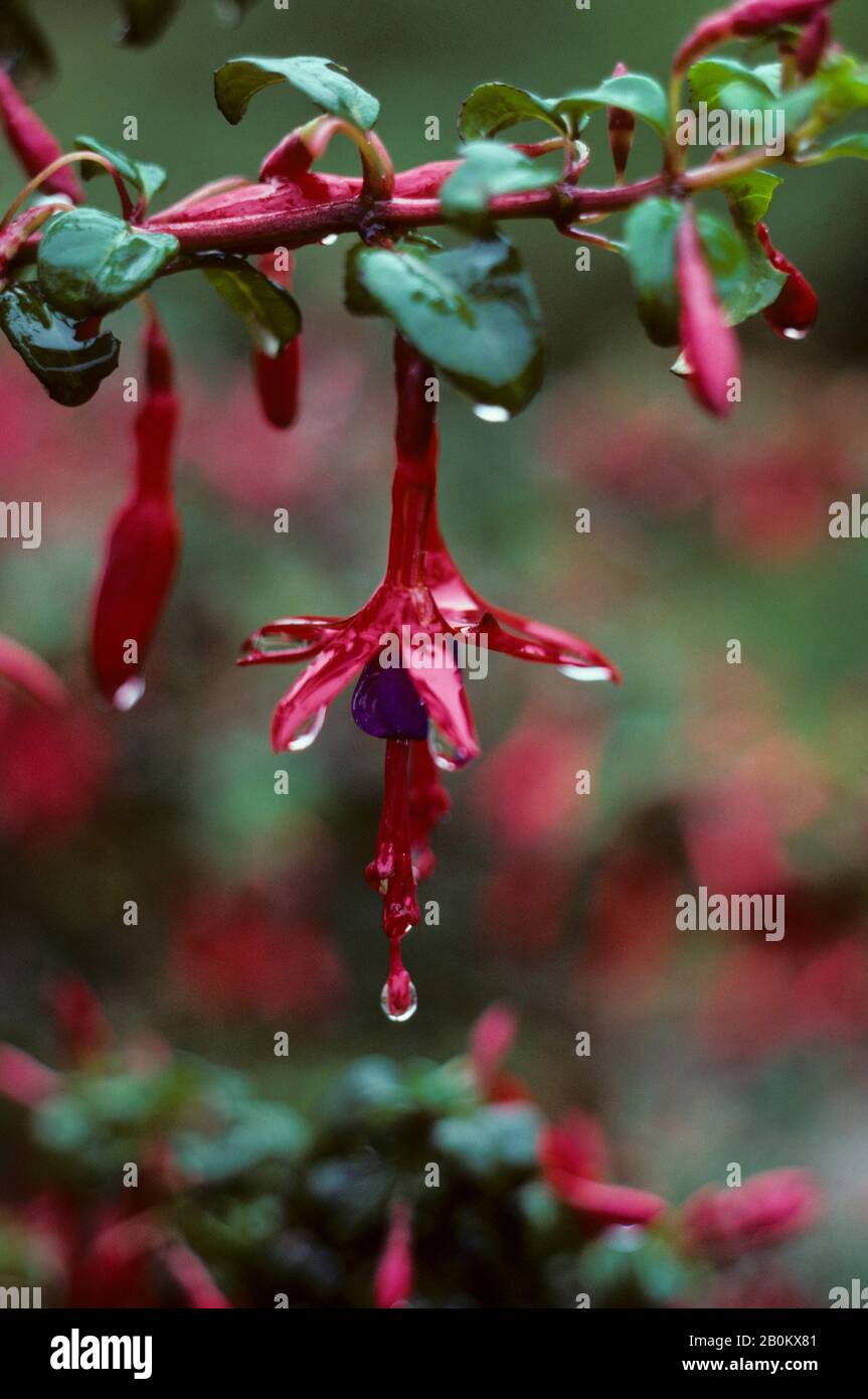 Rain chile hi-res stock photography and images - Alamy