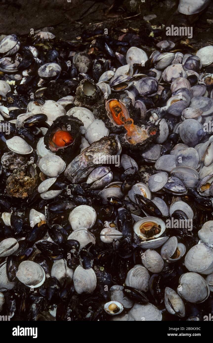 Mussels chiloe island south of chile seafood hi-res stock photography ...