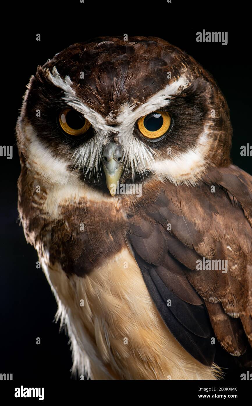 Scary owl hi-res stock photography and images - Alamy