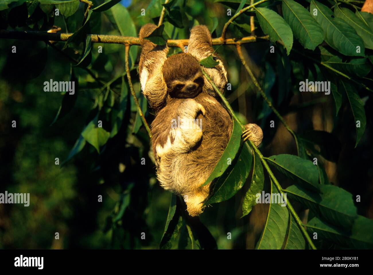 Sloth hanging on branch hi-res stock photography and images - Alamy