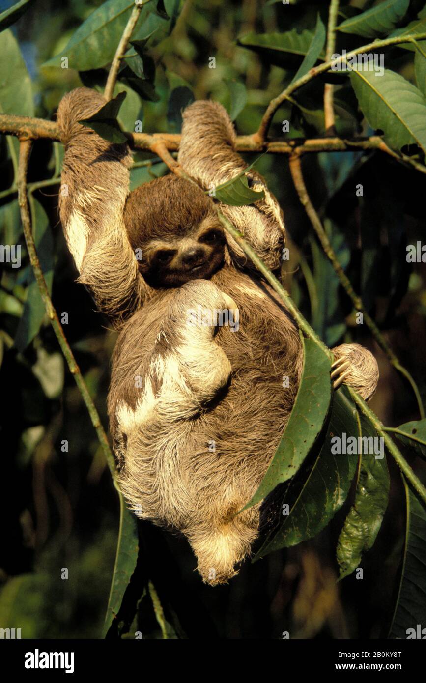Sloths south america hi-res stock photography and images - Alamy