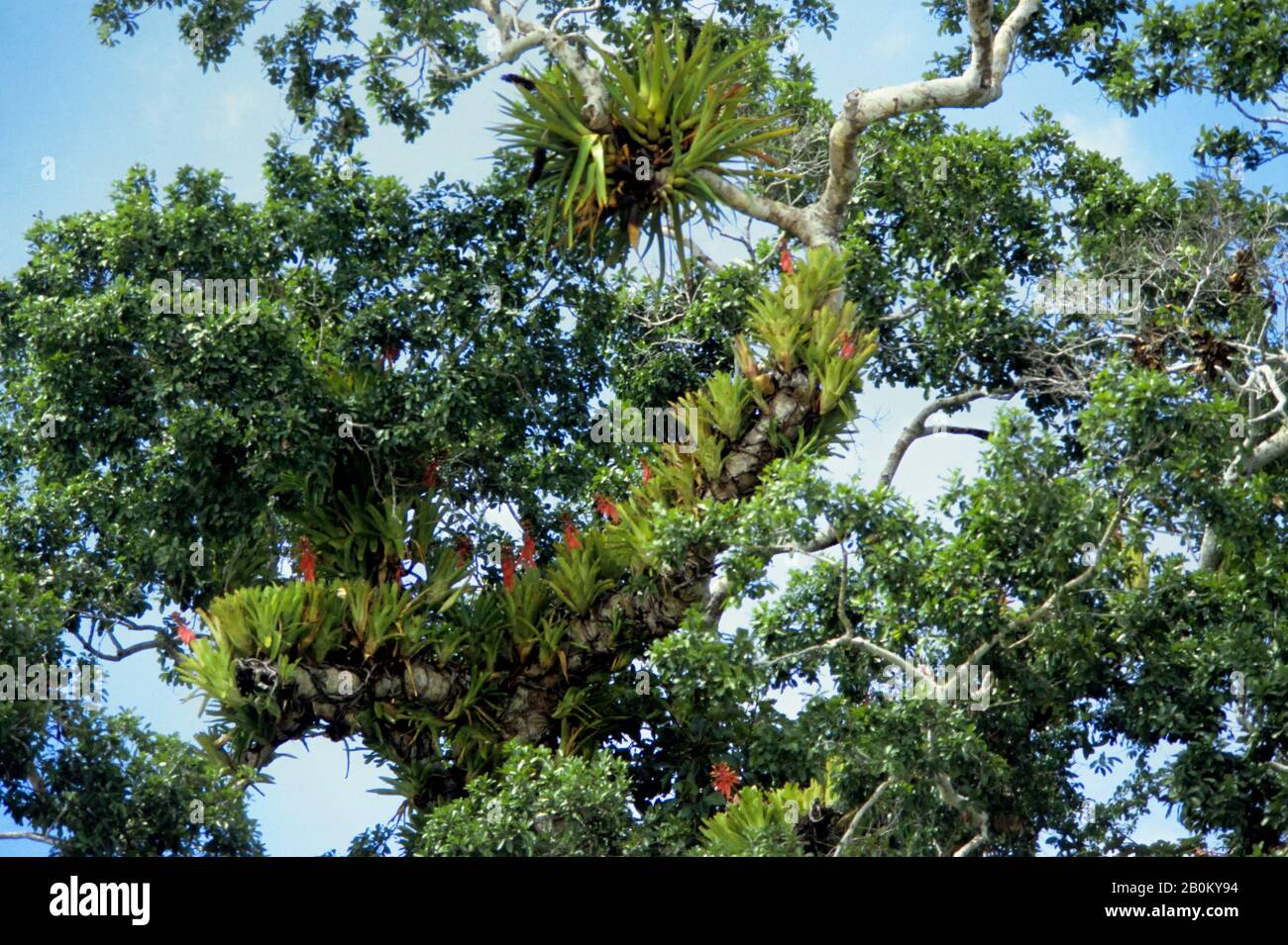 AMAZON, TROPICAL RAIN FOREST, BROMELIA PLANTS GROWING ON LARGE FOREST ...