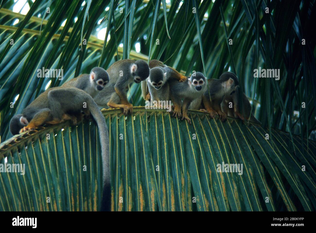 Rainforest canopies hi-res stock photography and images - Alamy