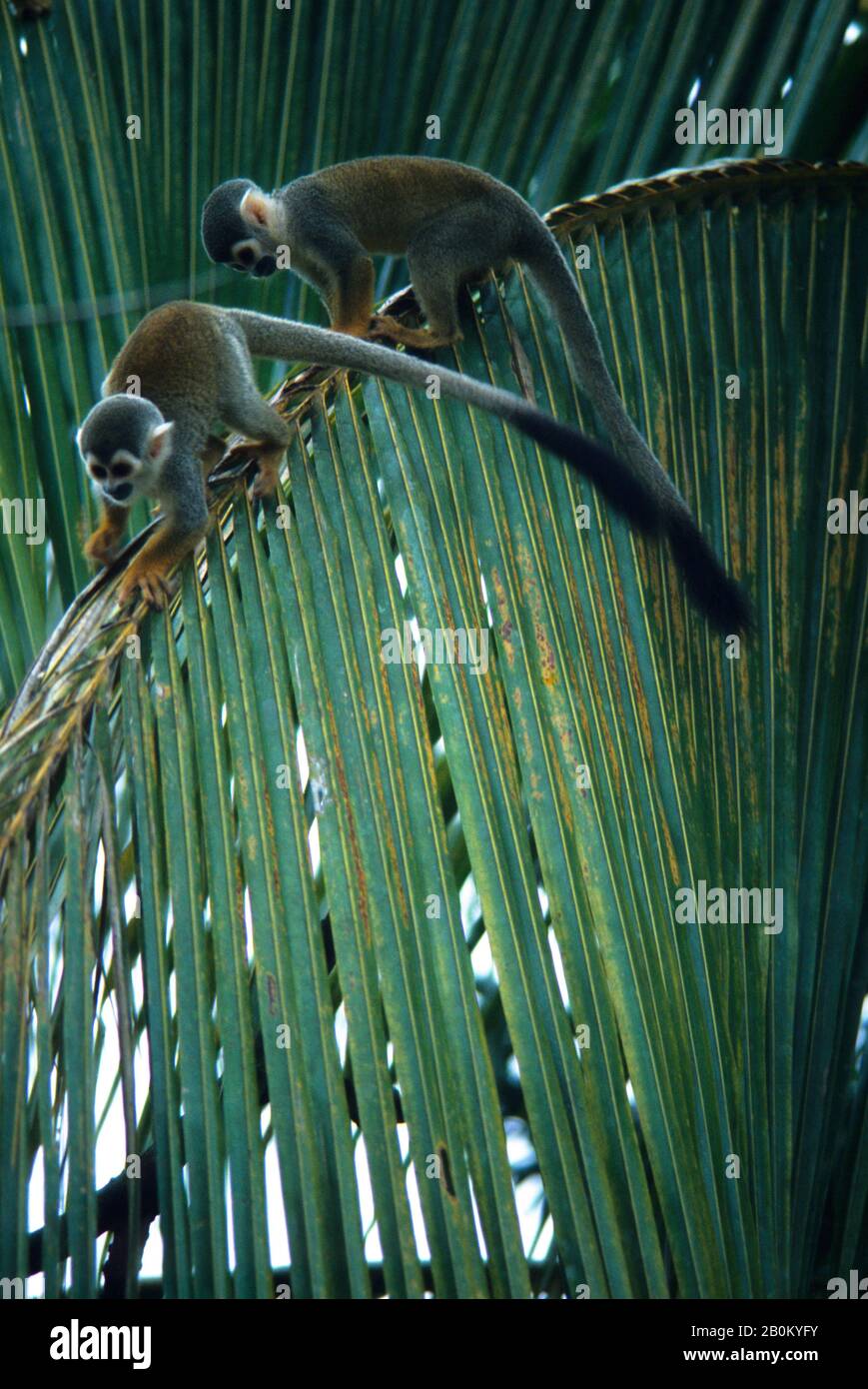 AMAZON, BRAZIL, SQUIRREL MONKEYS IN UPPER CANOPY OF THE RAIN FOREST ...
