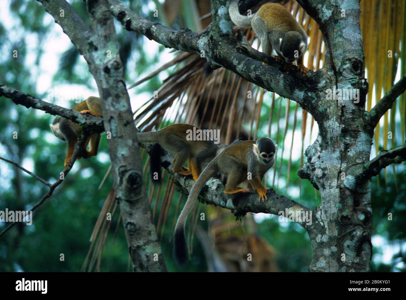 Rainforest canopies hi-res stock photography and images - Alamy