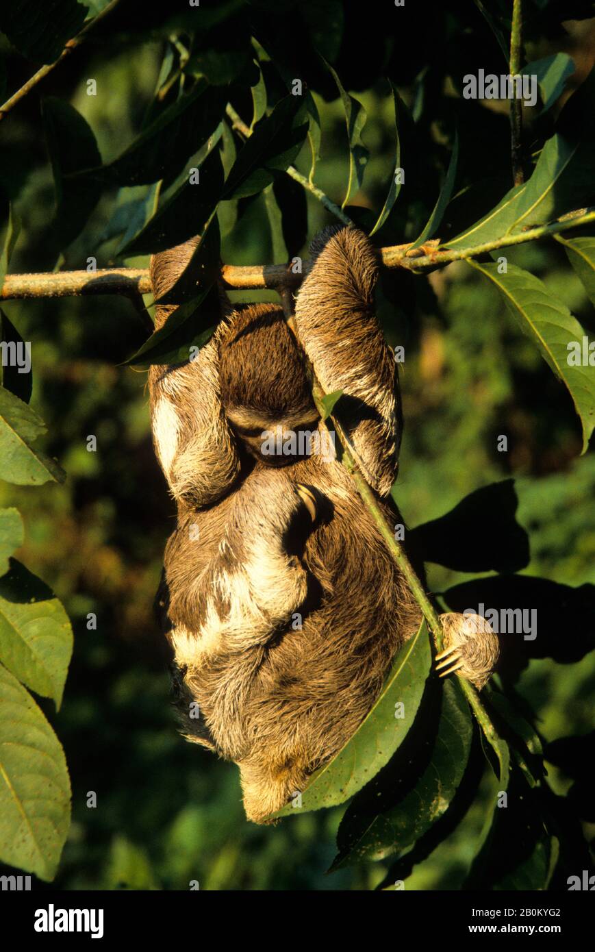 Sloth hanging on branch hi-res stock photography and images - Alamy