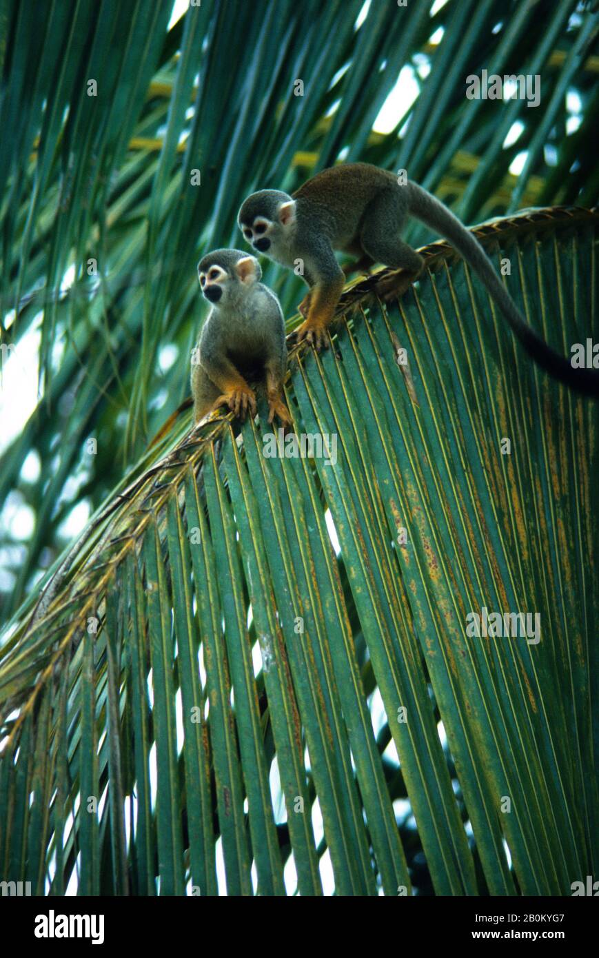 AMAZON, BRAZIL, SQUIRREL MONKEYS IN UPPER CANOPY OF TROPICAL RAIN ...