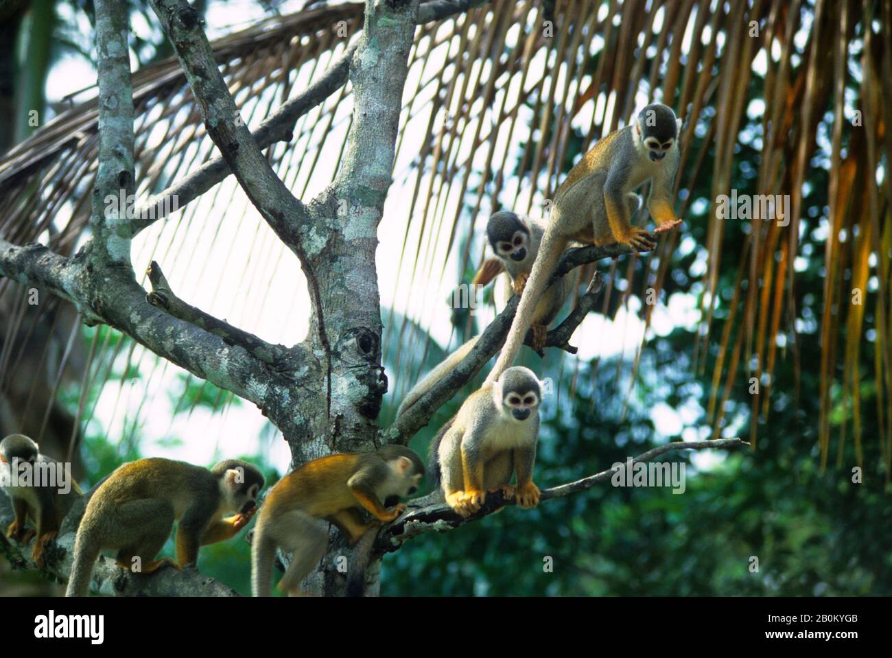 Amazon rainforest monkeys hi-res stock photography and images - Alamy