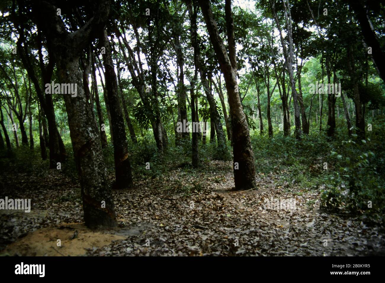 Rubber tree south america hi-res stock photography and images - Alamy