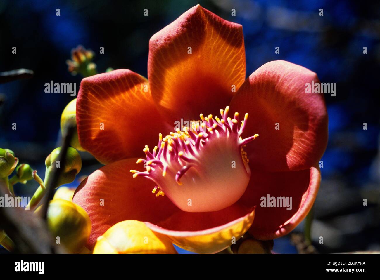 Canonball tree flower hi-res stock photography and images - Alamy