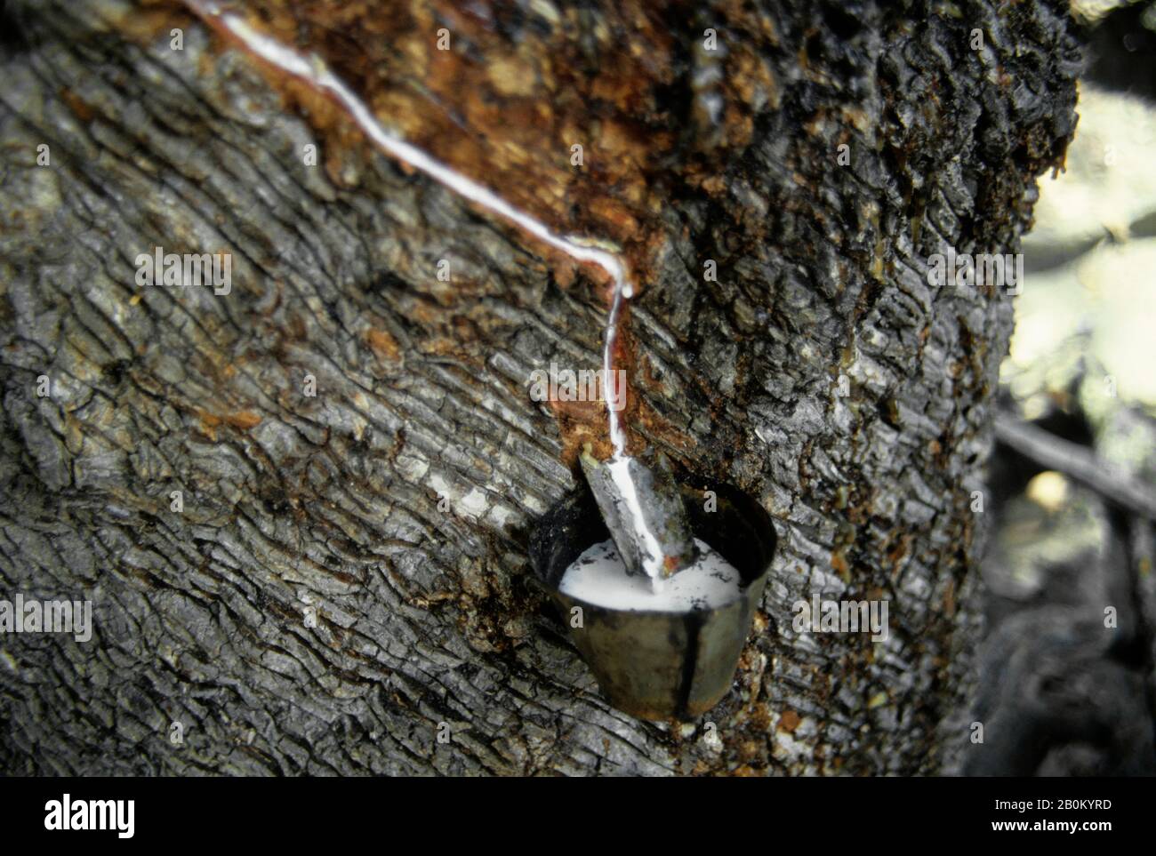 Rubber Tree Amazon High Resolution Stock Photography and Images - Alamy