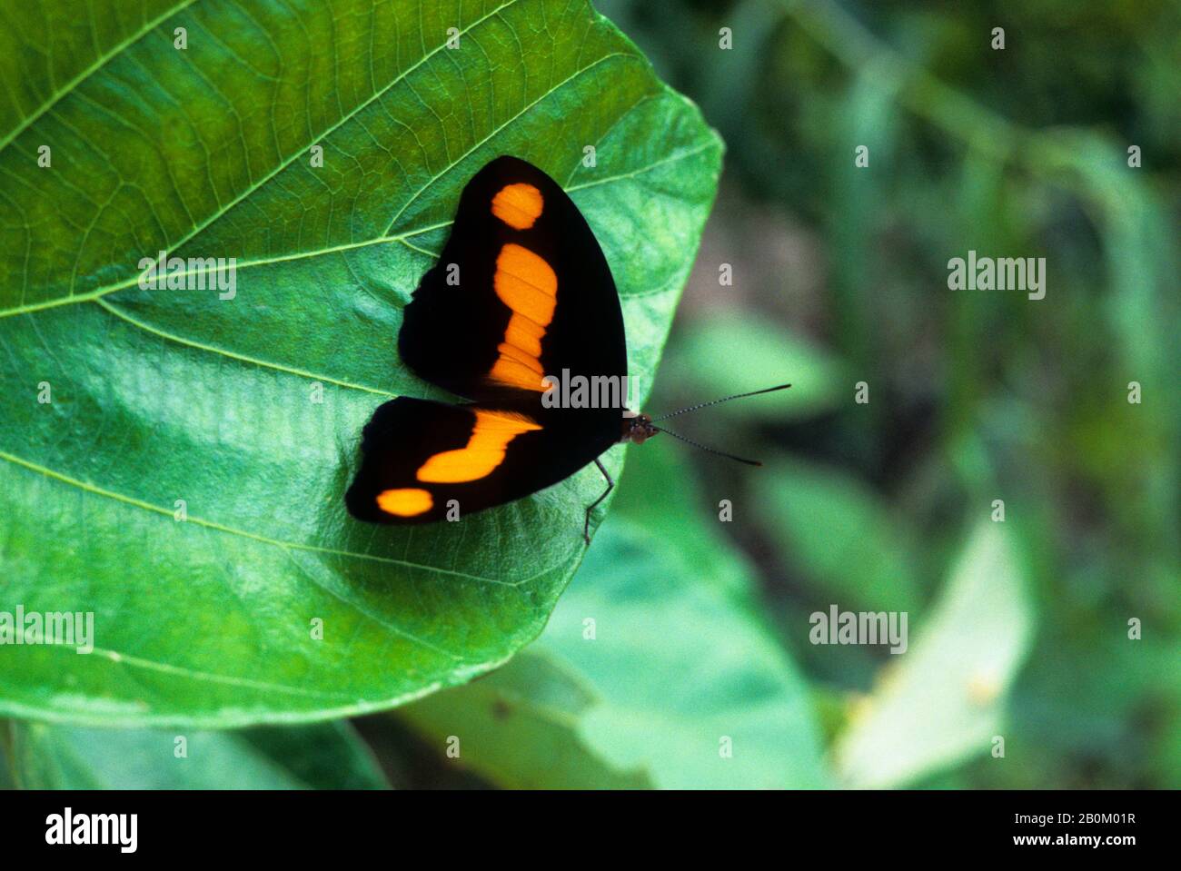 Amazon butterfly hi-res stock photography and images - Alamy