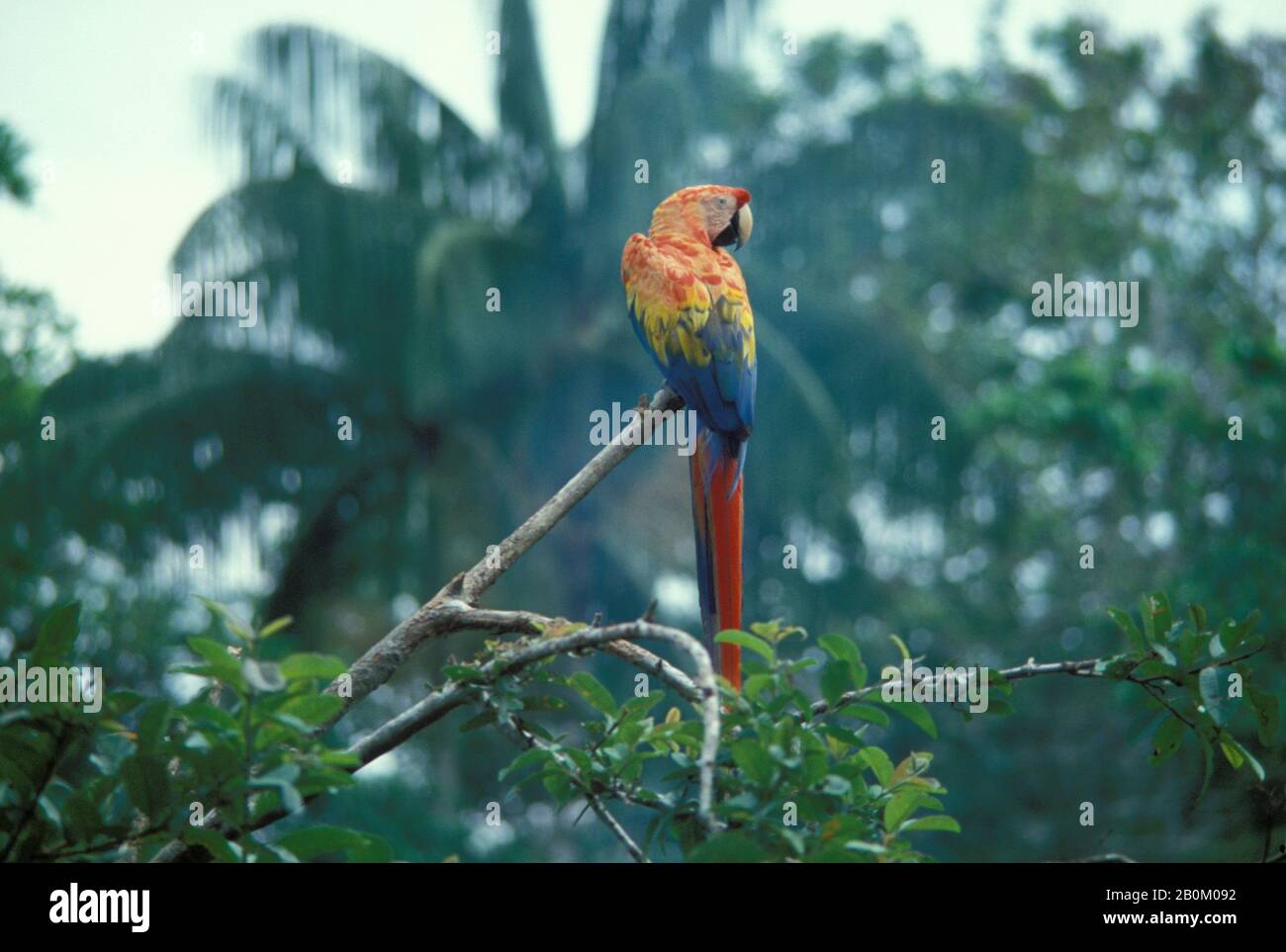 AMAZON RIVER, RAIN FOREST UPPER CANOPY WITH MACAW Stock Photo - Alamy