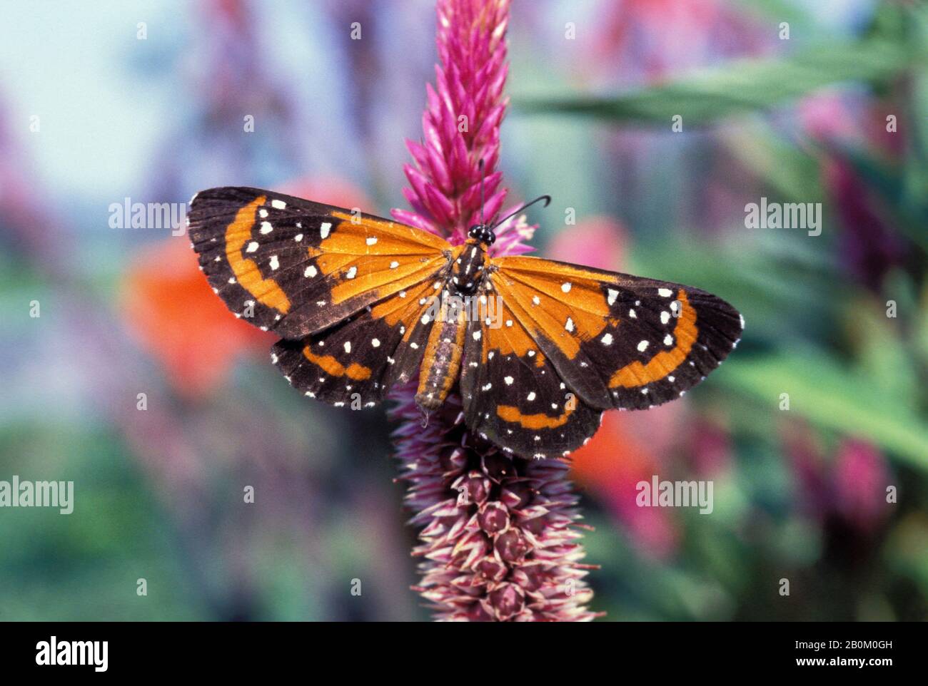 Amazon rainforest butterflies hi-res stock photography and images - Alamy