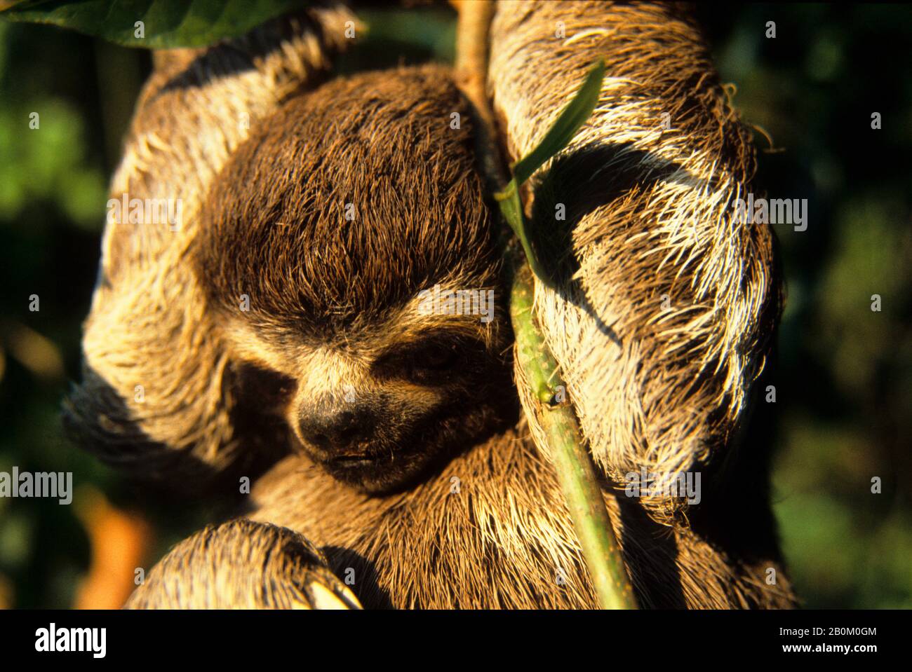 AMAZON, SLOTH IN TREE, CLOSE-UP Stock Photo - Alamy