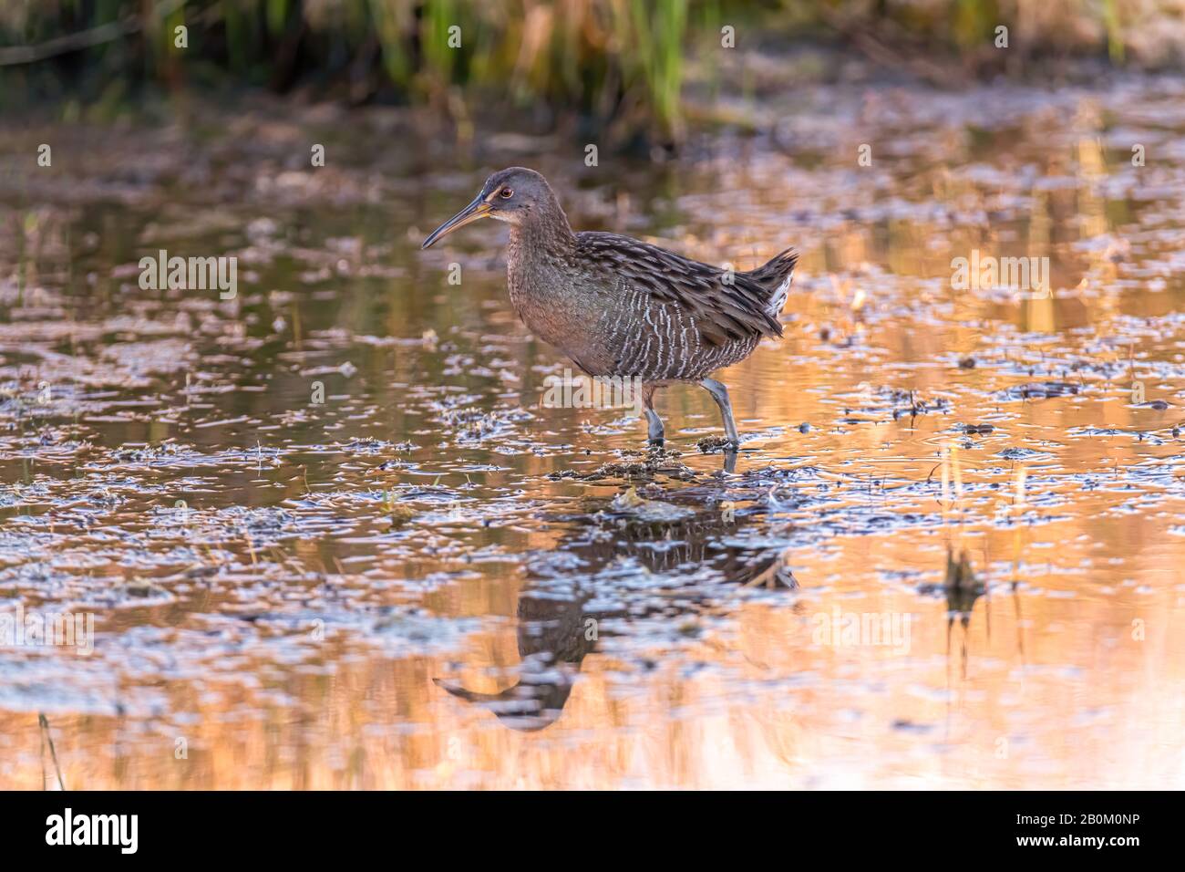 A Clapper Rail (Rallus crepitans) forages for food in the water in the ...