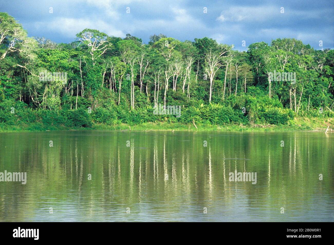 AMAZON RIVER, RAIN FOREST TREES REFLECTING IN RIVER Stock Photo - Alamy