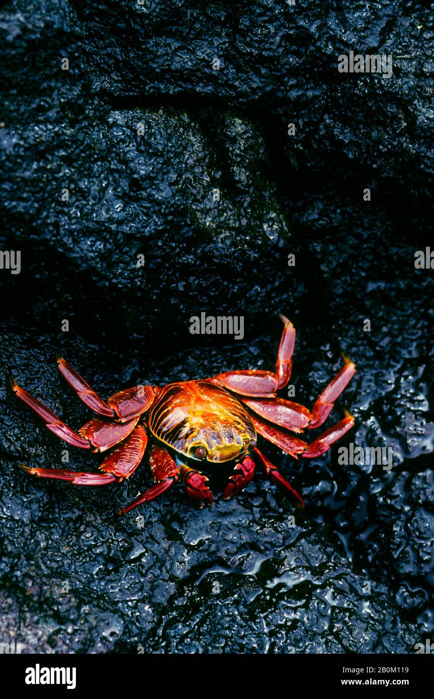 ECUADOR, GALAPAGOS ISLANDS SEYMORE ISLAND, SALLY LIGHT-FOOT CRAB ...