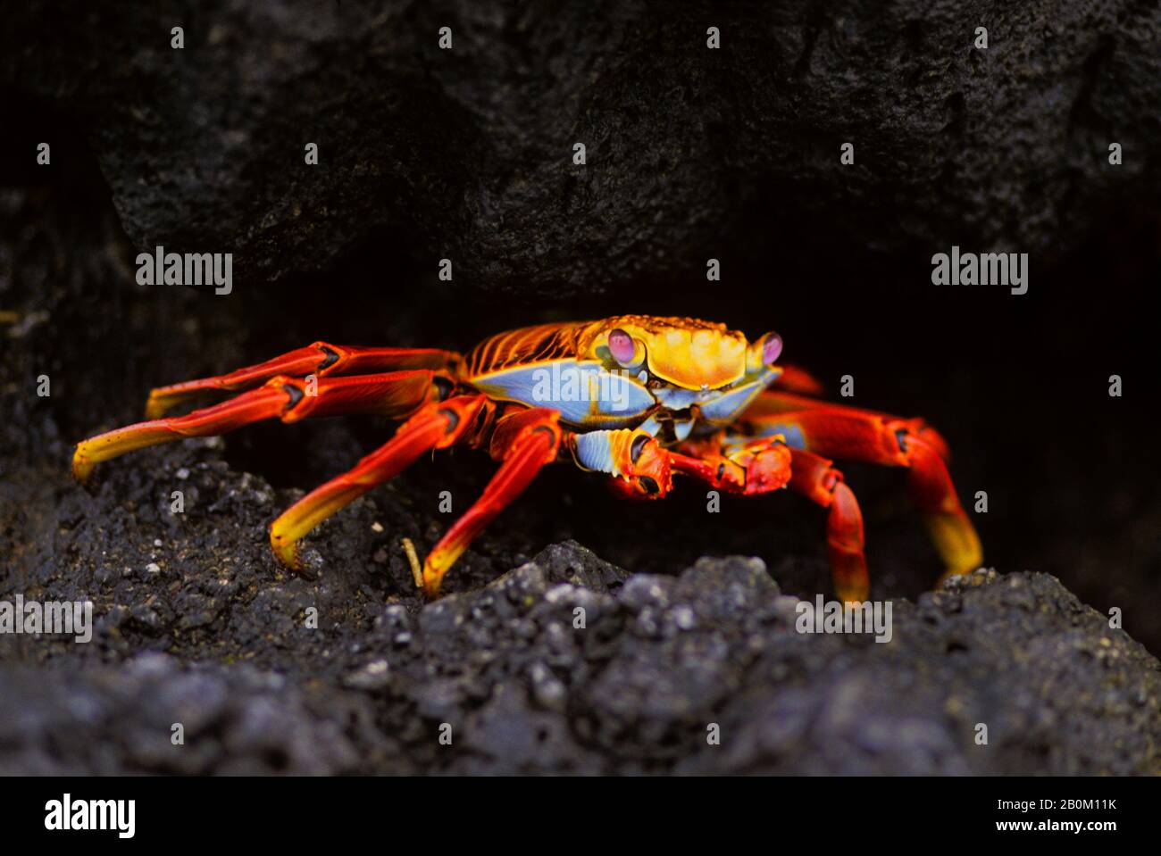 Sally light foot crab hi-res stock photography and images - Alamy
