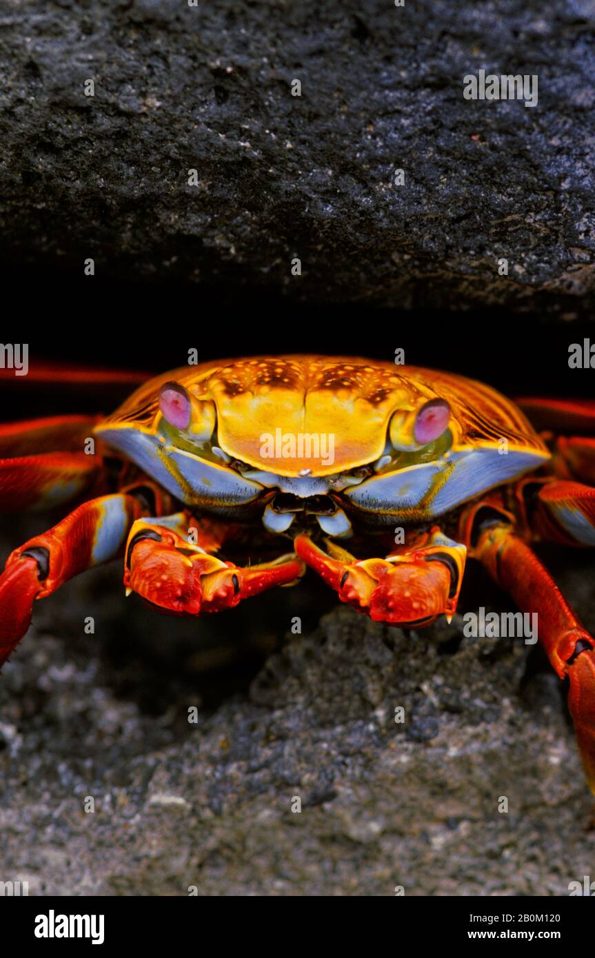 ECUADOR, GALAPAGOS ISLANDS SEYMORE ISLAND, SALLY LIGHT-FOOT CRAB ...