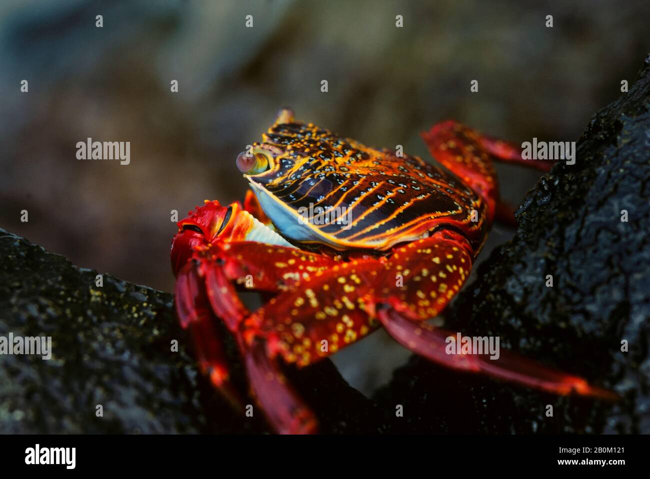 ECUADOR, GALAPAGOS ISLANDS SEYMORE ISLAND, SALLY LIGHT-FOOT CRAB ...