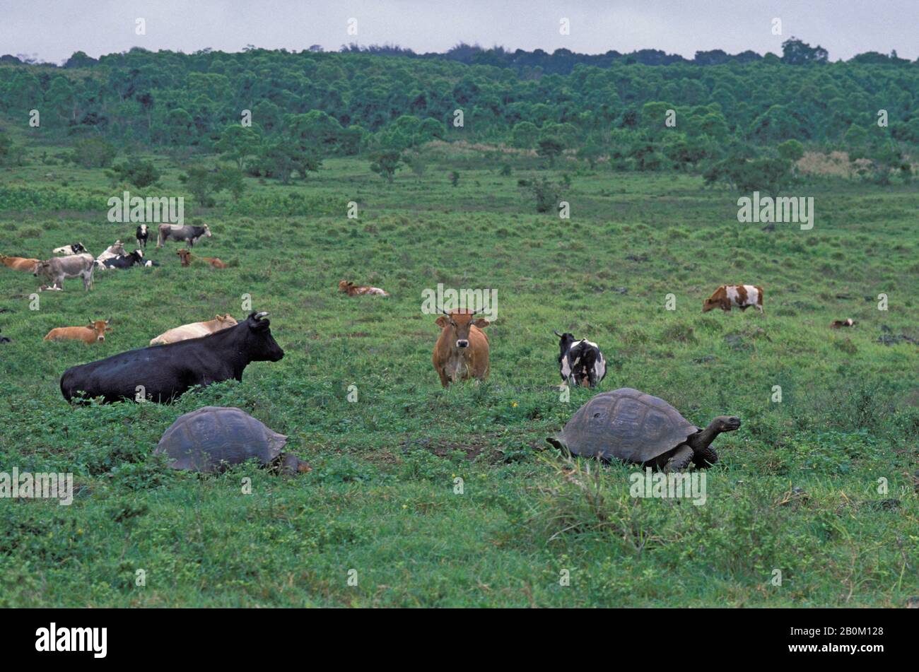 ECUADOR, GALAPAGOS ISLANDS SANTA CRUZ, HIGHLANDS, GALAPAGOS TORTOISES ...