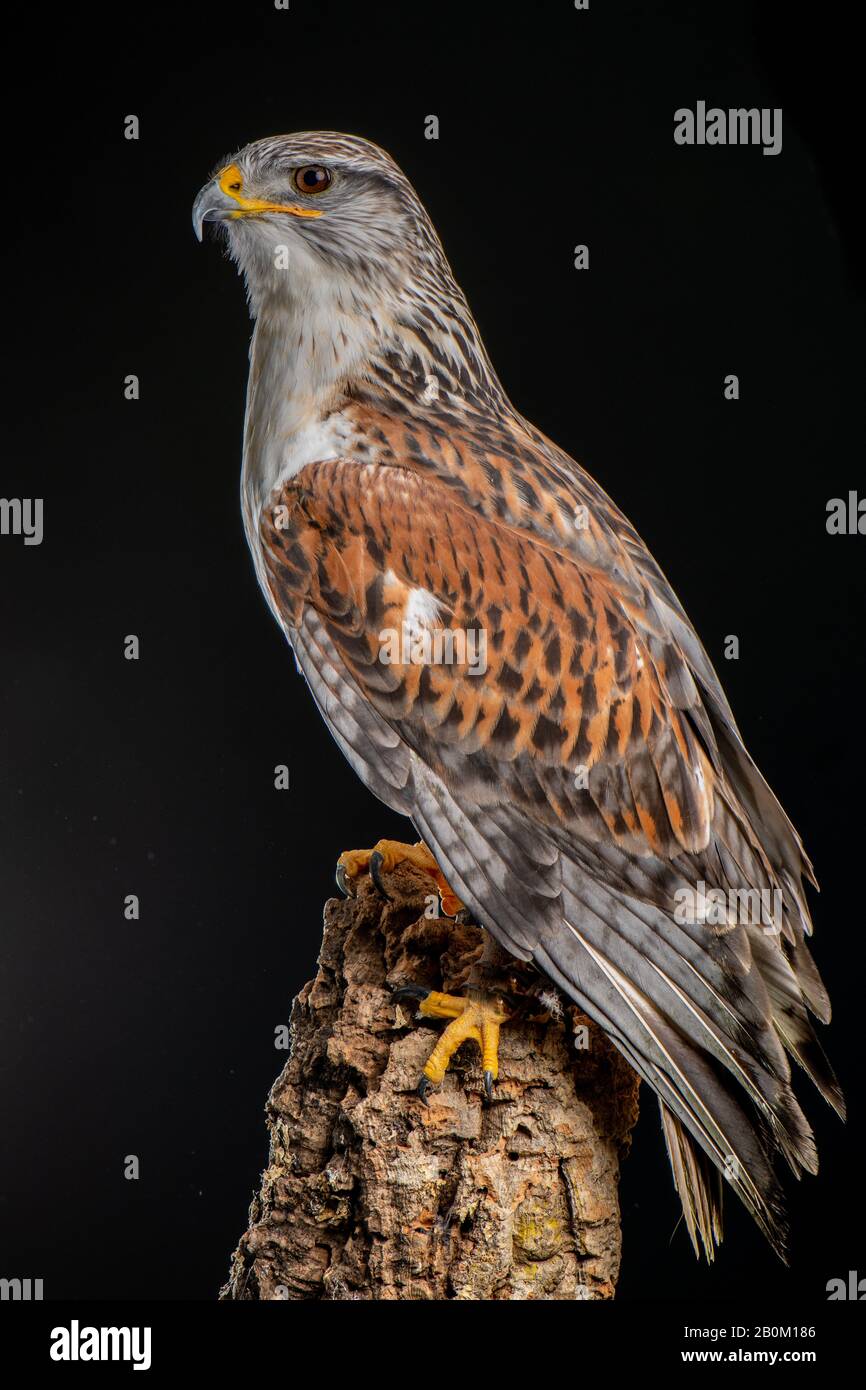 Hawklike bird hi-res stock photography and images - Alamy