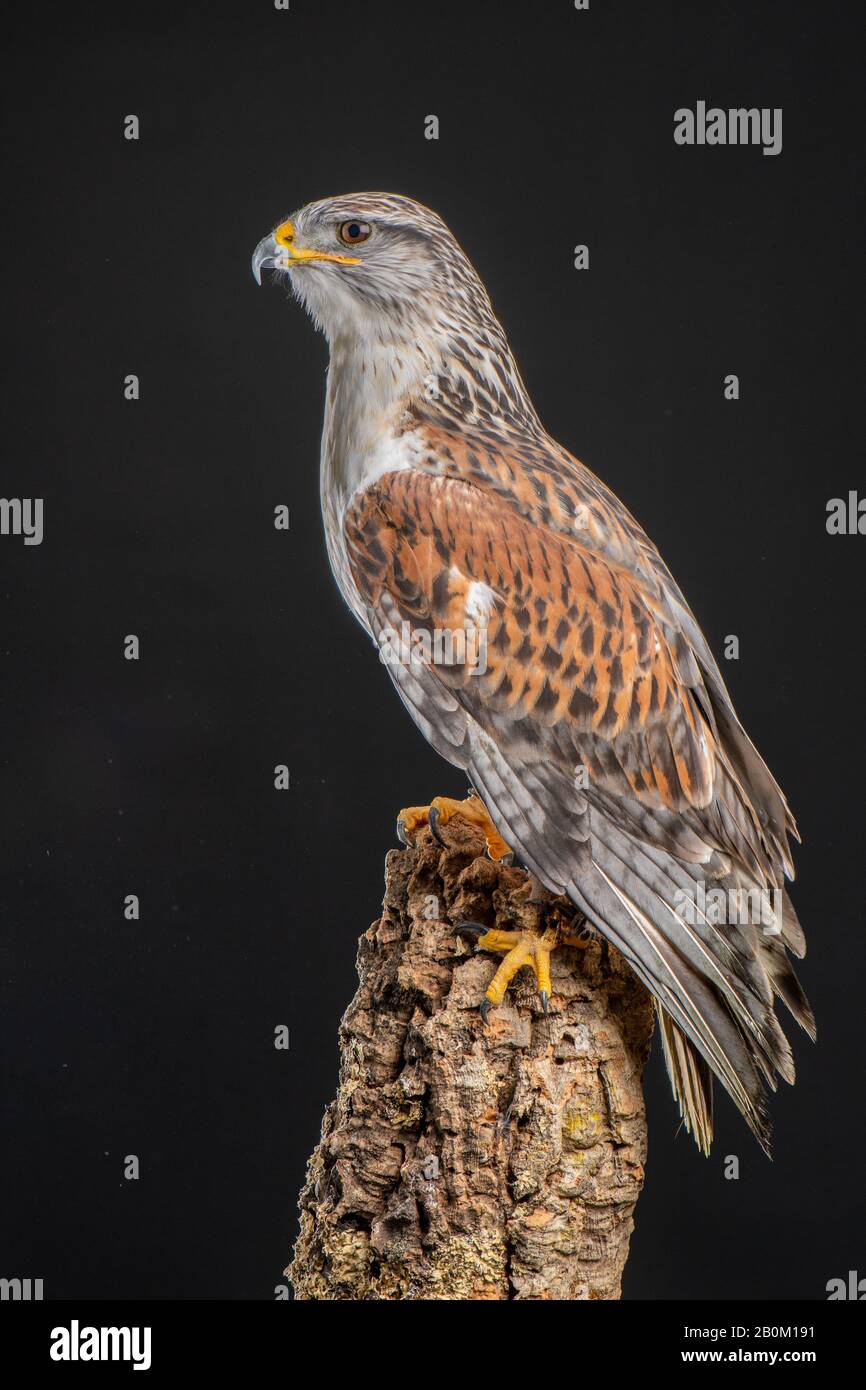 Hawk feather hi-res stock photography and images - Alamy