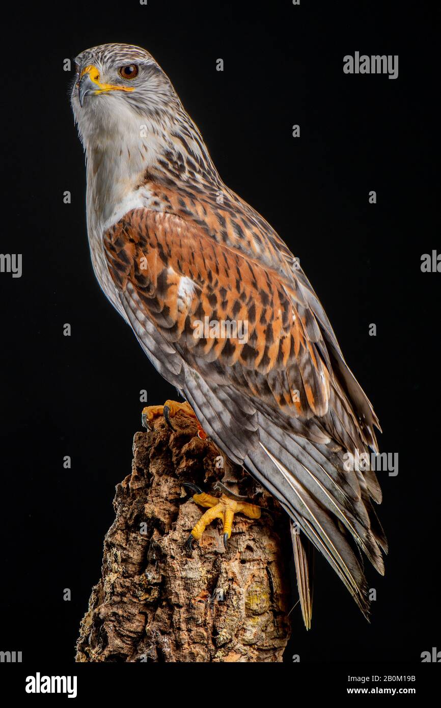 Feathered agility hi-res stock photography and images - Alamy