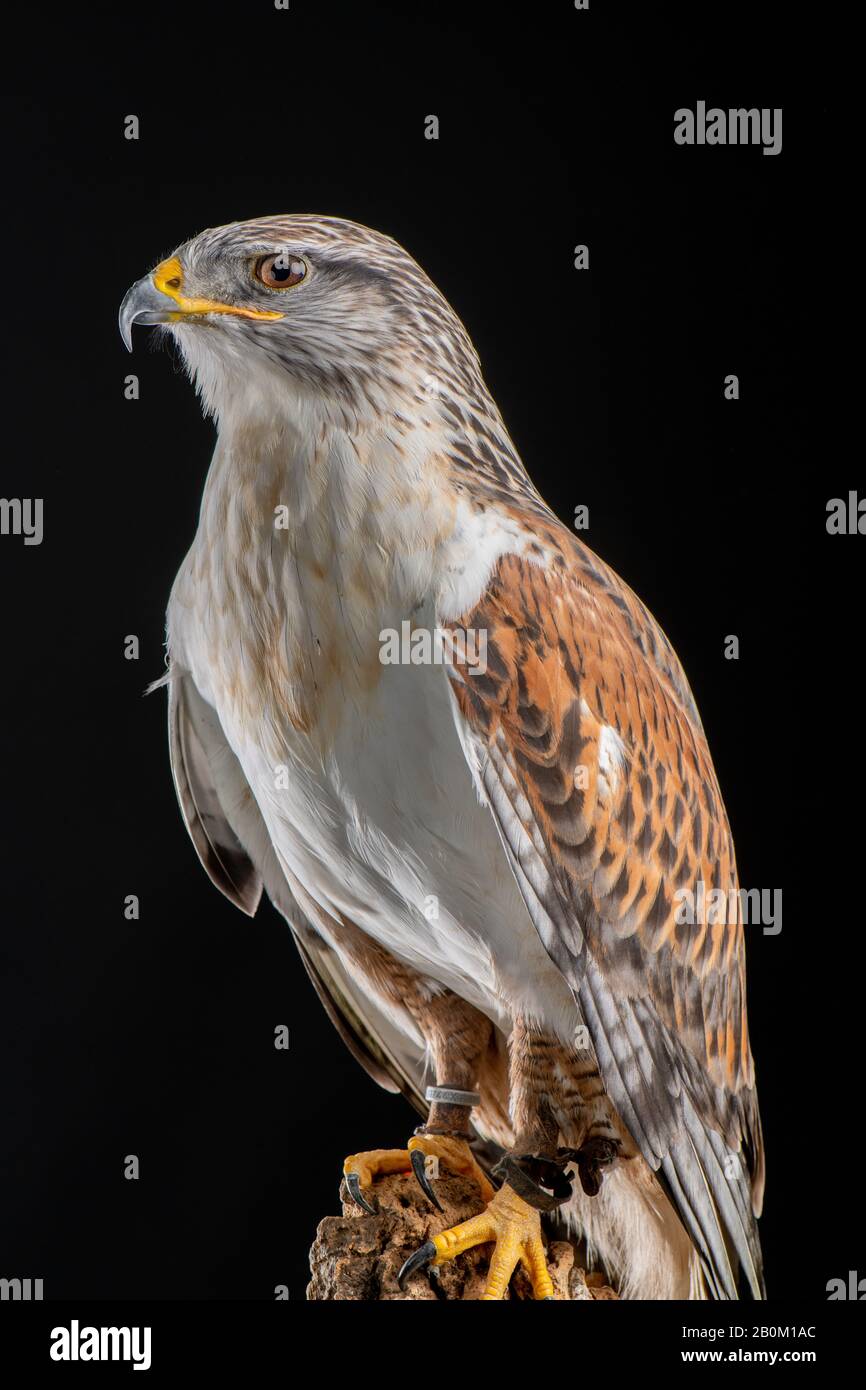 Ferruginous hawk chicks hi-res stock photography and images - Alamy