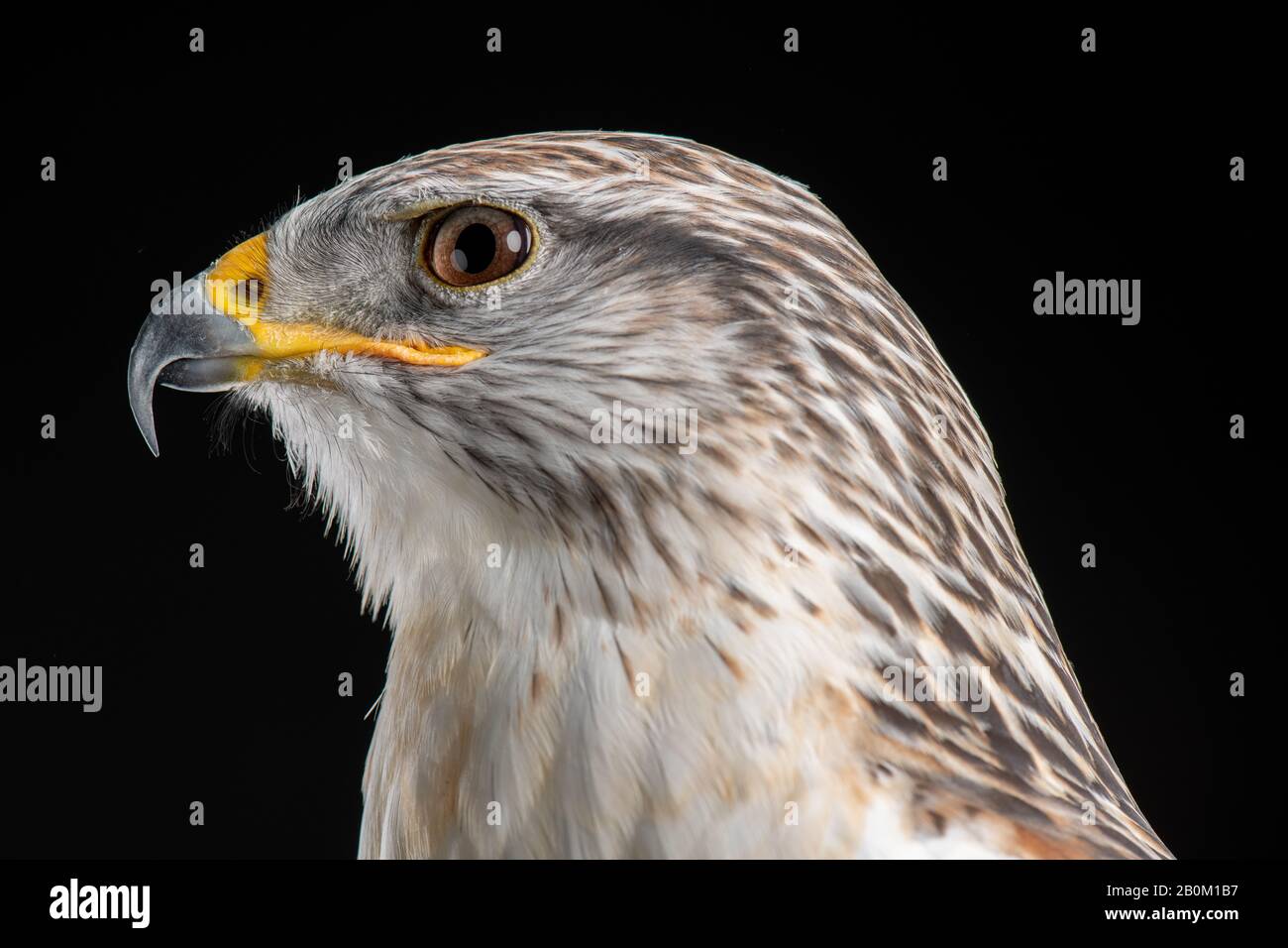 Hawk feather hi-res stock photography and images - Alamy