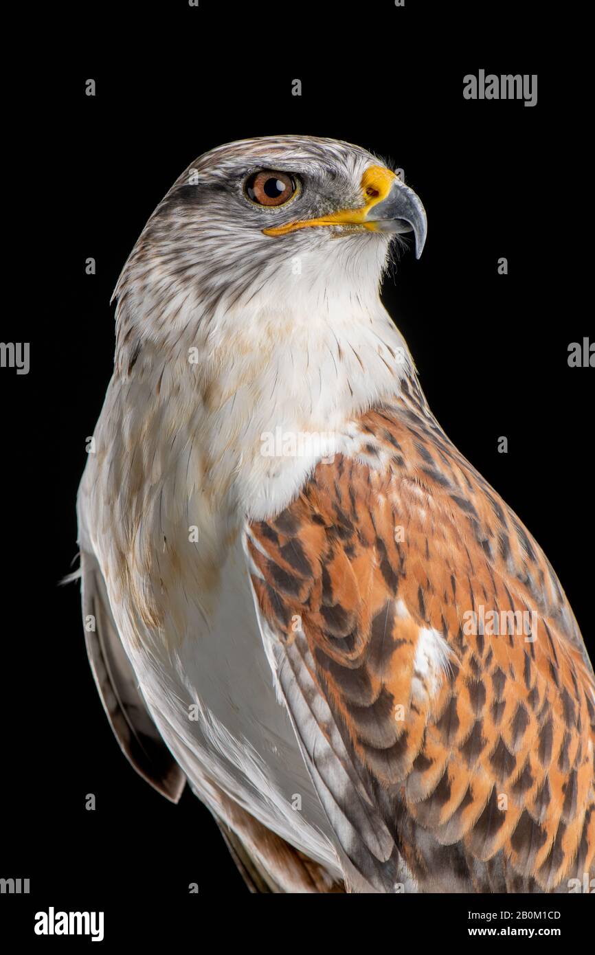 Hawk feather hi-res stock photography and images - Alamy