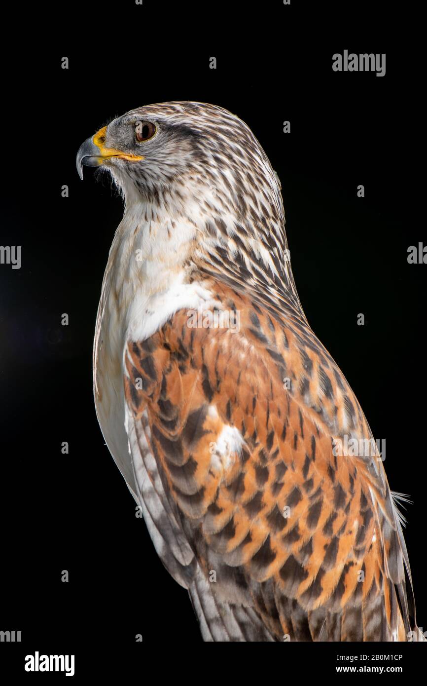 Hawklike bird hi-res stock photography and images - Alamy