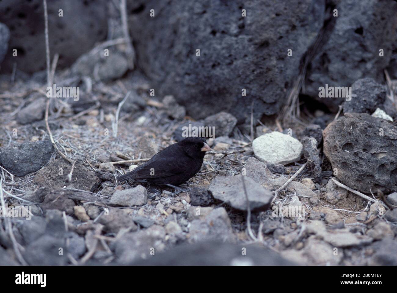 ECUADOR, GALAPAGOS ISLANDS, SANTA FE ISLAND, MEDIUM GROUND FINCH ...
