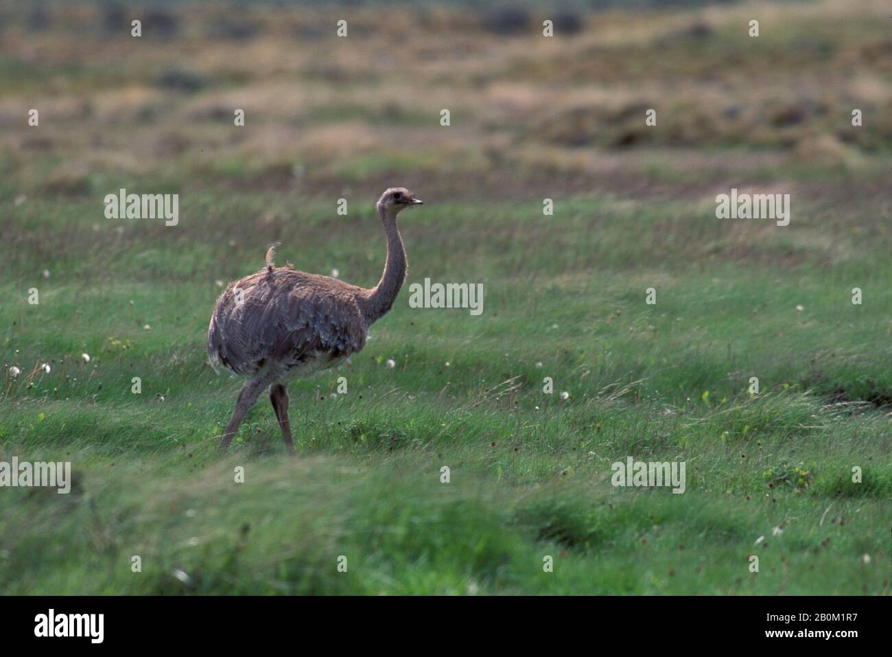 CHILE, PATAGONIA, PAMPAS, DARWIN RHEA Stock Photo - Alamy