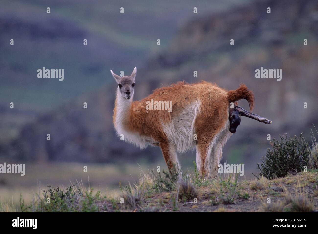 CHILE, TORRES DEL PAINE NAT'L PARK, GUANACOS, FEMALE GIVING BIRTH Stock ...