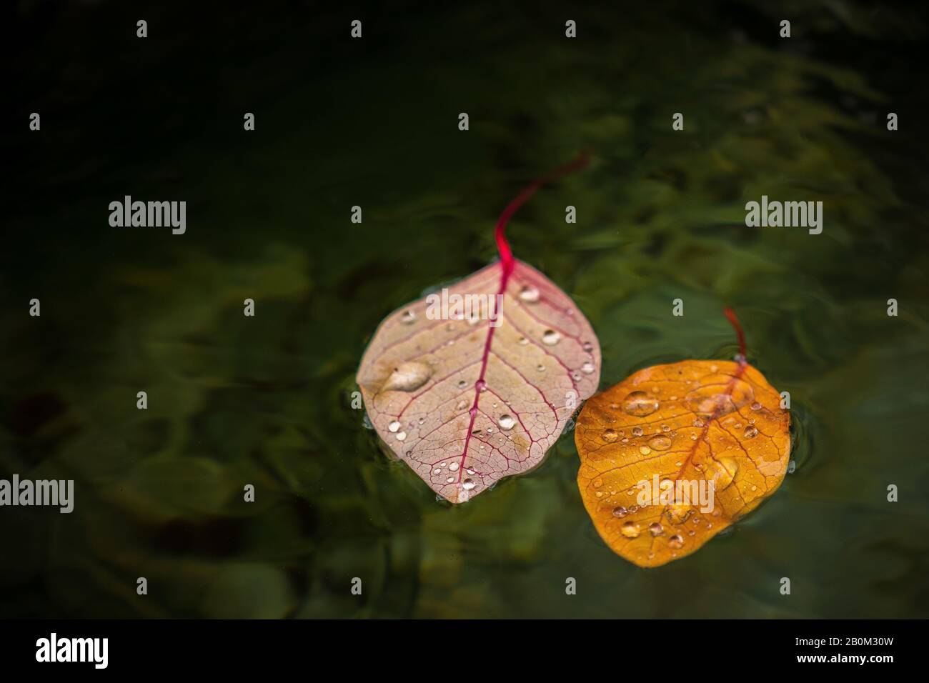 Plants and trees are found in a variety of shapes, sizes, colors, and ...