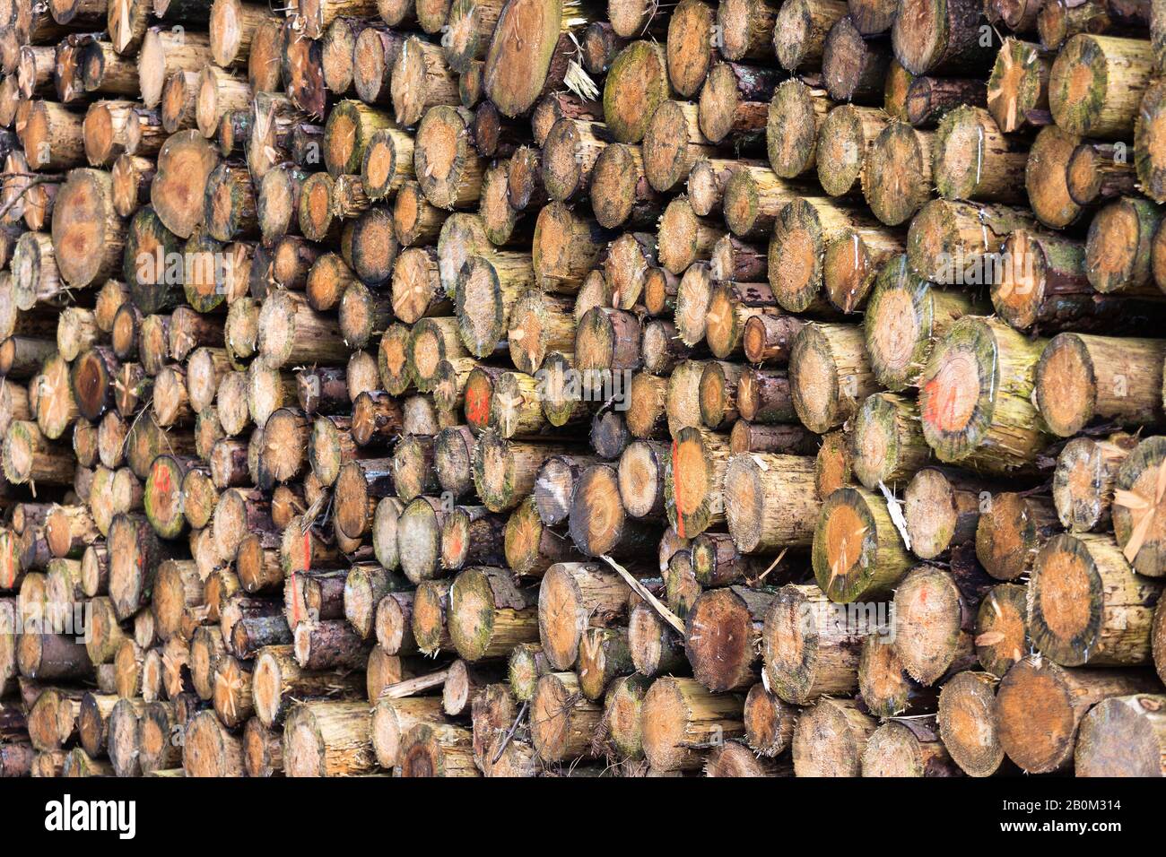many cut logs in the forest background Stock Photo - Alamy