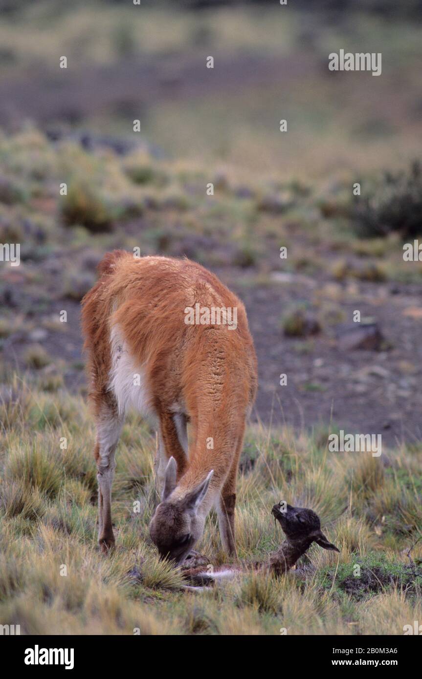 CHILE, TORRES DEL PAINE NAT'L PARK, GUANACO, FEMALE GETTING SCENT OF ...