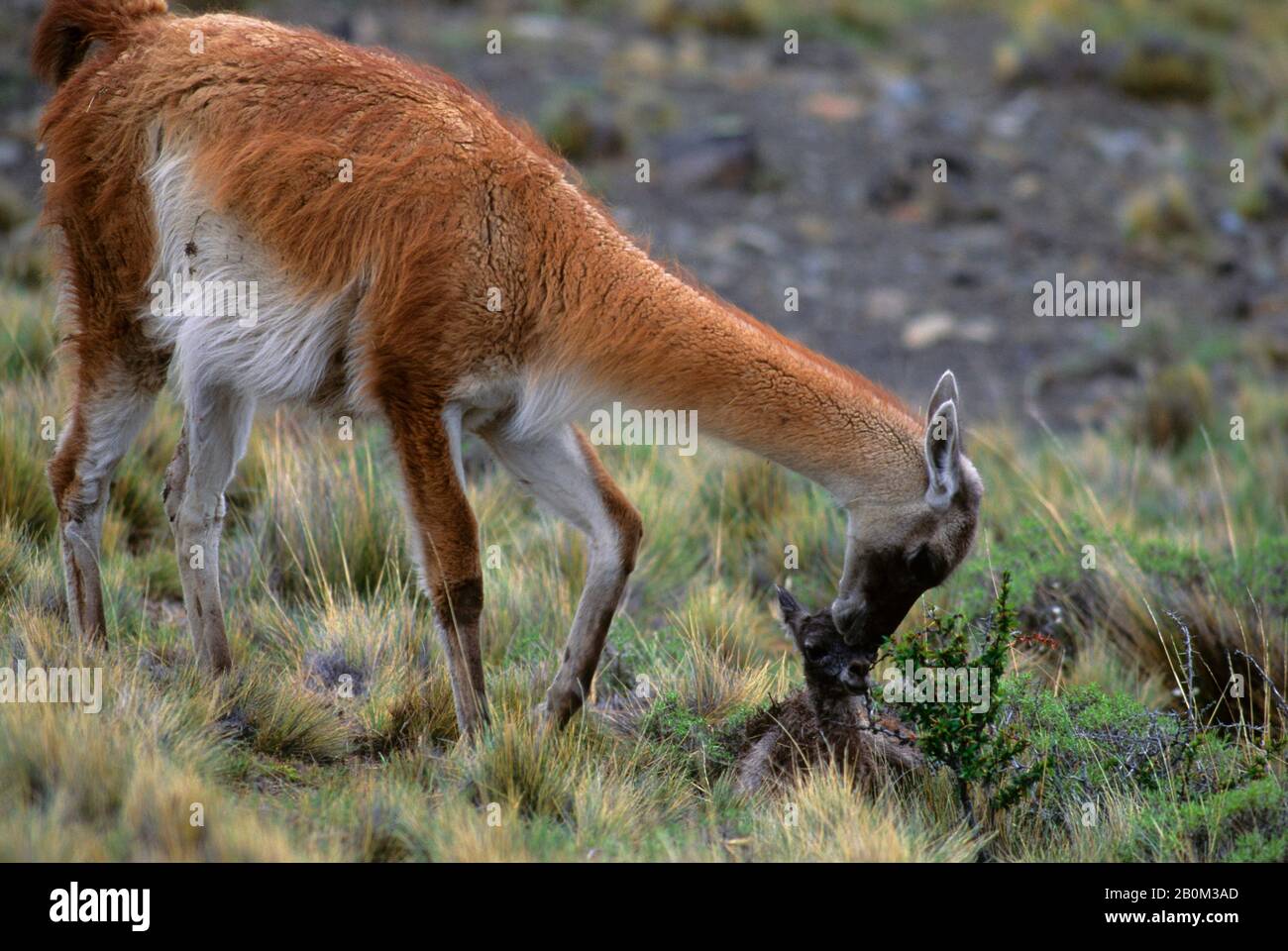 CHILE, TORRES DEL PAINE NAT'L PARK, GUANACO, FEMALE WITH NEWBORN Stock ...