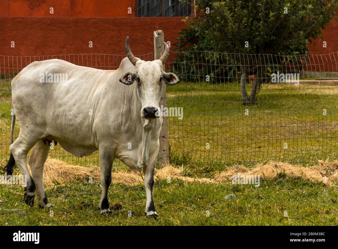White cow alone, on the meadow, on a urban region Stock Photo - Alamy