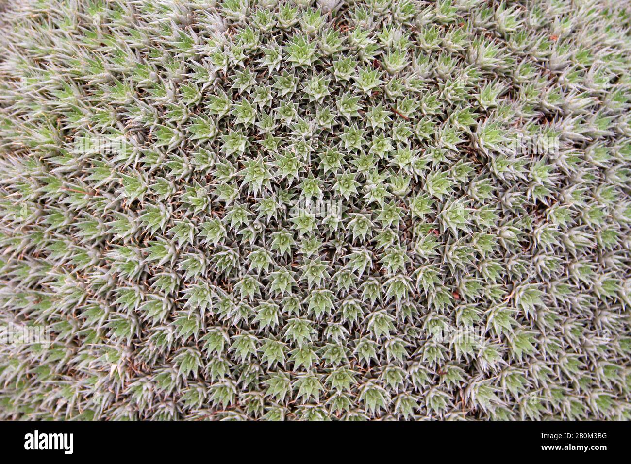 Plants and trees are found in a variety of shapes, sizes, colors, and ...