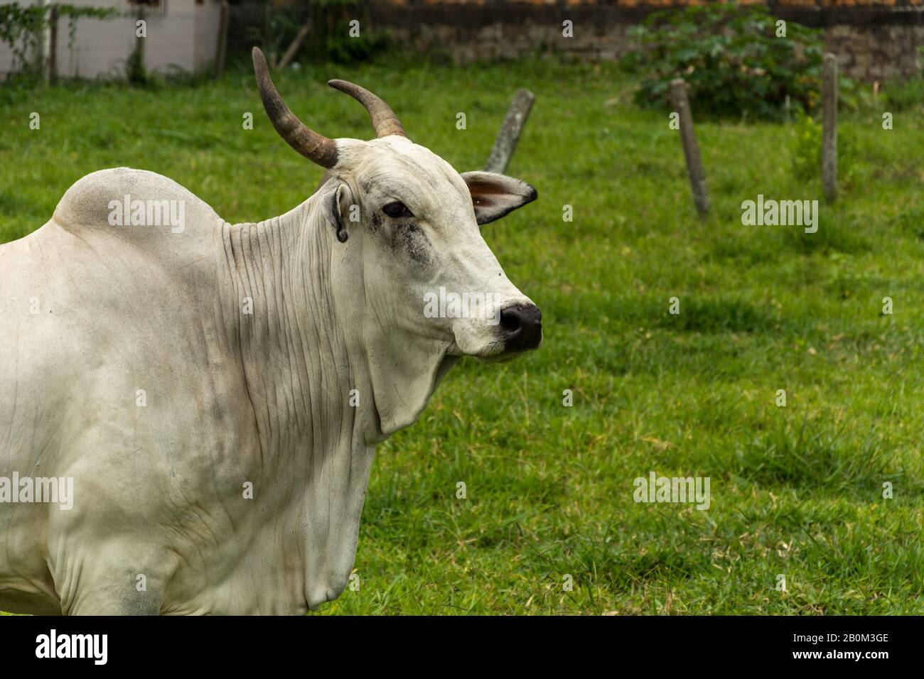 White cow alone, on the meadow, on a urban region Stock Photo - Alamy