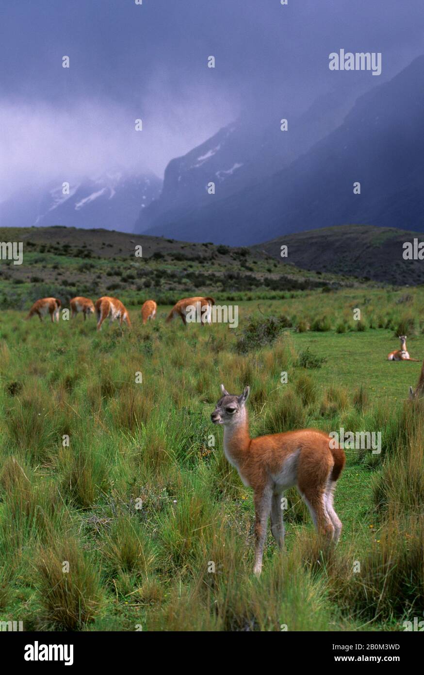 CHILE, TORRES DEL PAINE NAT'L PARK, GUANACO, BABY (CHULENGO Stock Photo ...