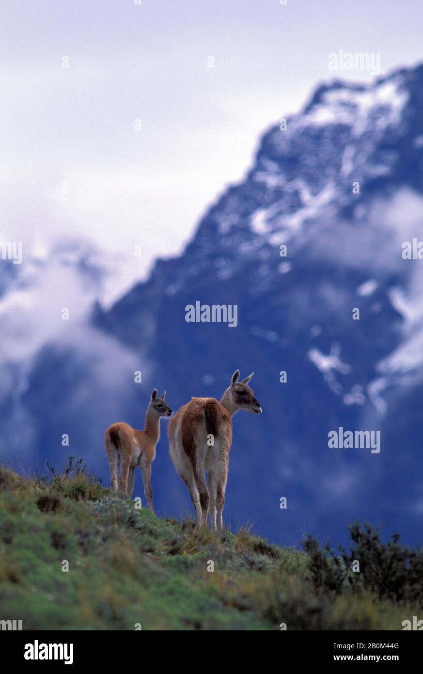 CHILE, TORRES DEL PAINE NAT'L PARK, GUANACOS, MOTHER WITH BABY(CHULENGO ...