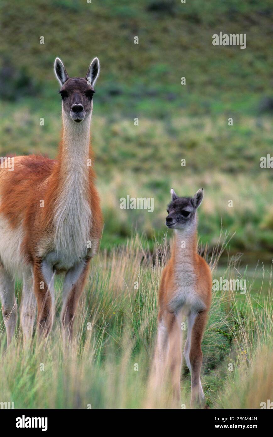 CHILE, TORRES DEL PAINE NAT'L PARK, GUANACOS, MOTHER WITH BABY ...