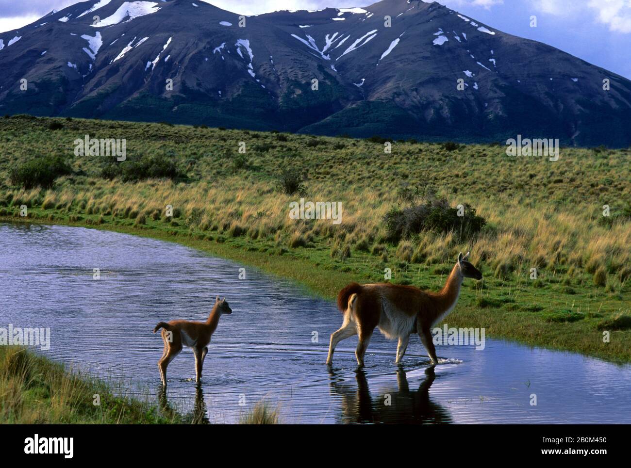 CHILE, TORRES DEL PAINE NAT'L PARK, GUANACOS, MOTHER WITH BABY ...