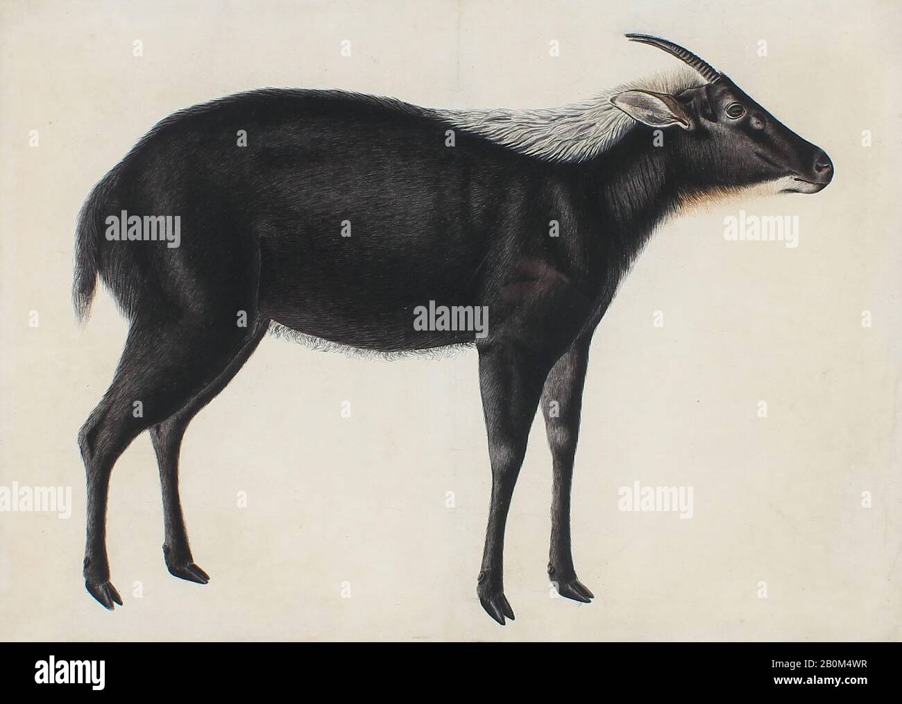 Chinese serow hi-res stock photography and images - Alamy