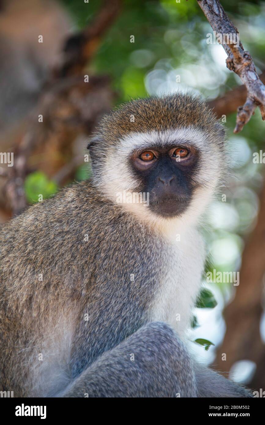 Vervet monkey with black face watching and curious closeup portrait in ...