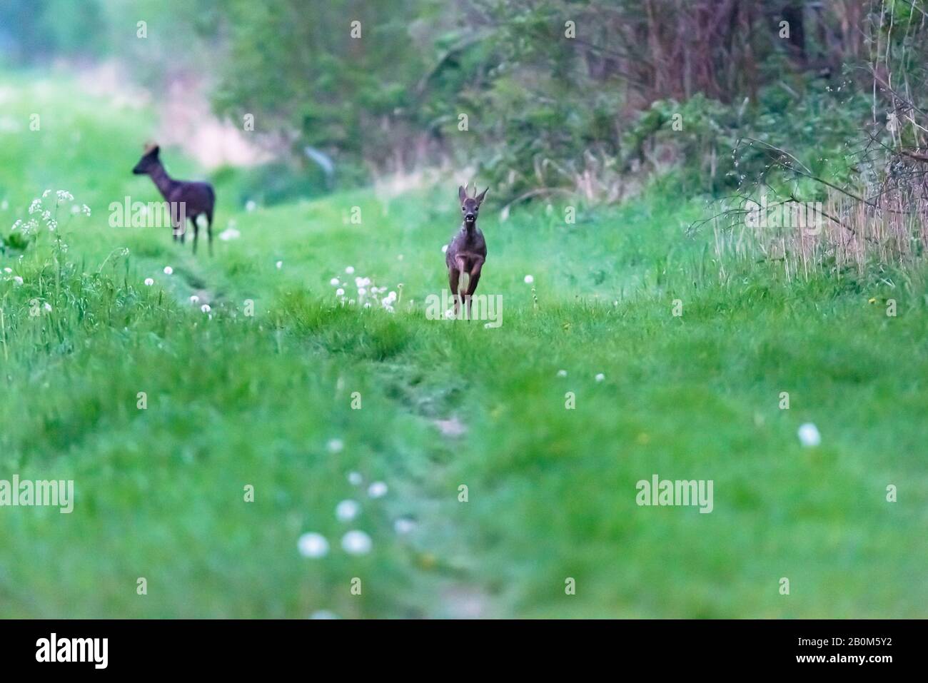 Deer Running Towards Camera